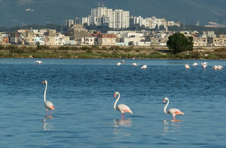 Découvrez les 5 plus beaux lacs de la Tunisie